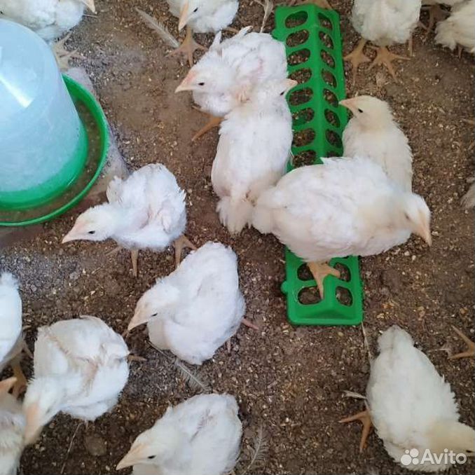 Цыплята бройлеры 2х недельные 450 грамм
