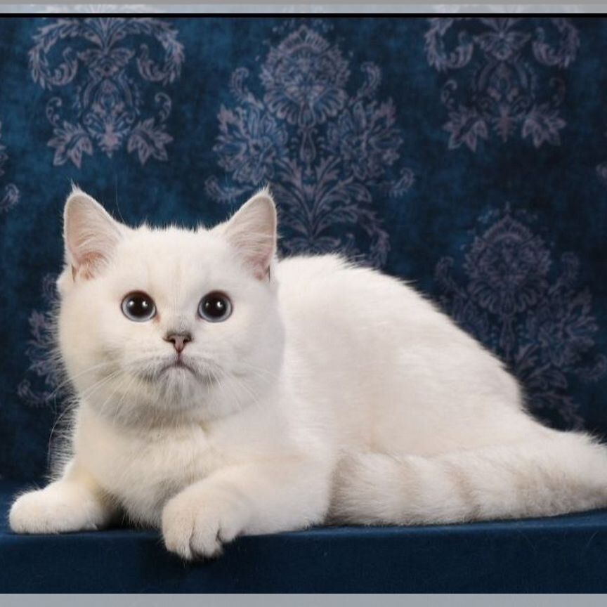 Британские котята