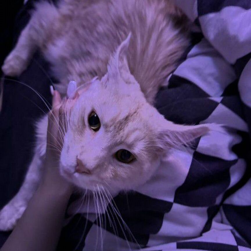 Мейн-кун Платон