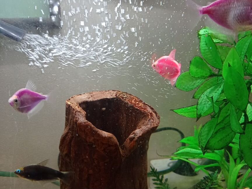 Аквариум с рыбками