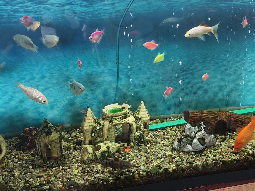 Аквариумные рыбки