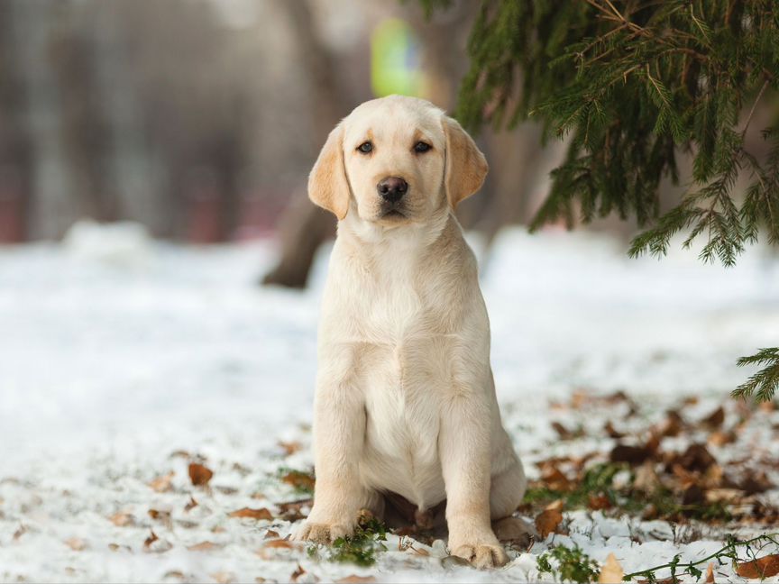 Щенки лабрадора