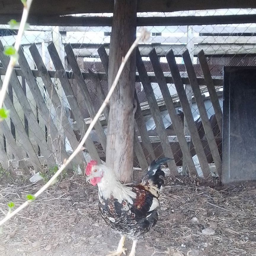 Молодой петух