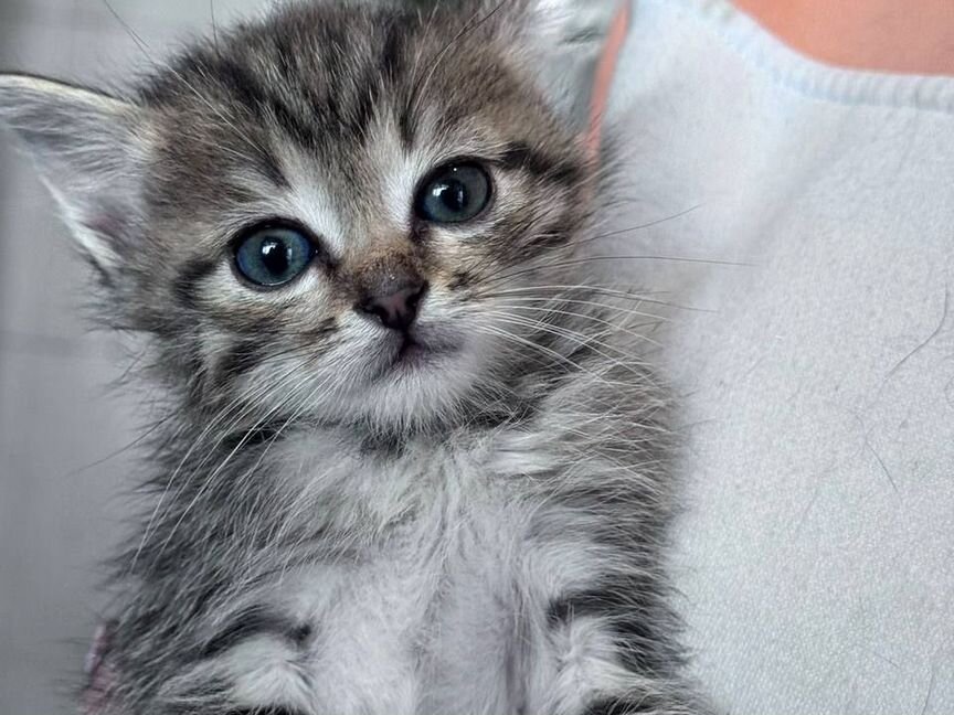 Котята из приюта в добрые руки