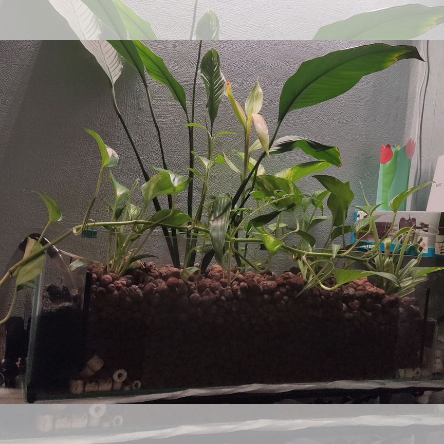 Фитофильтр