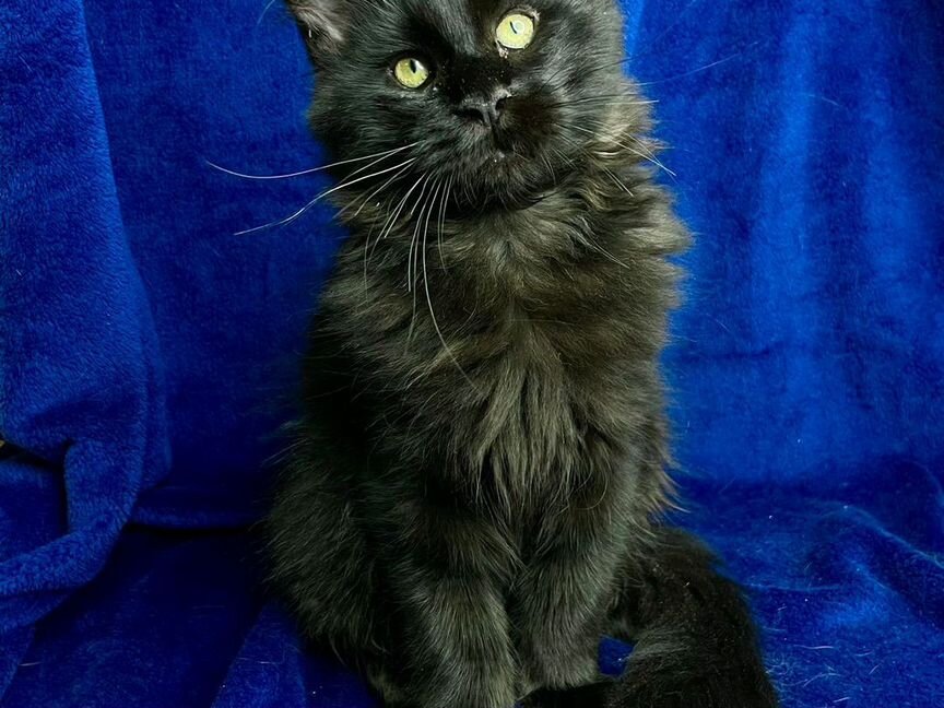 Мейн-кун черный красавец