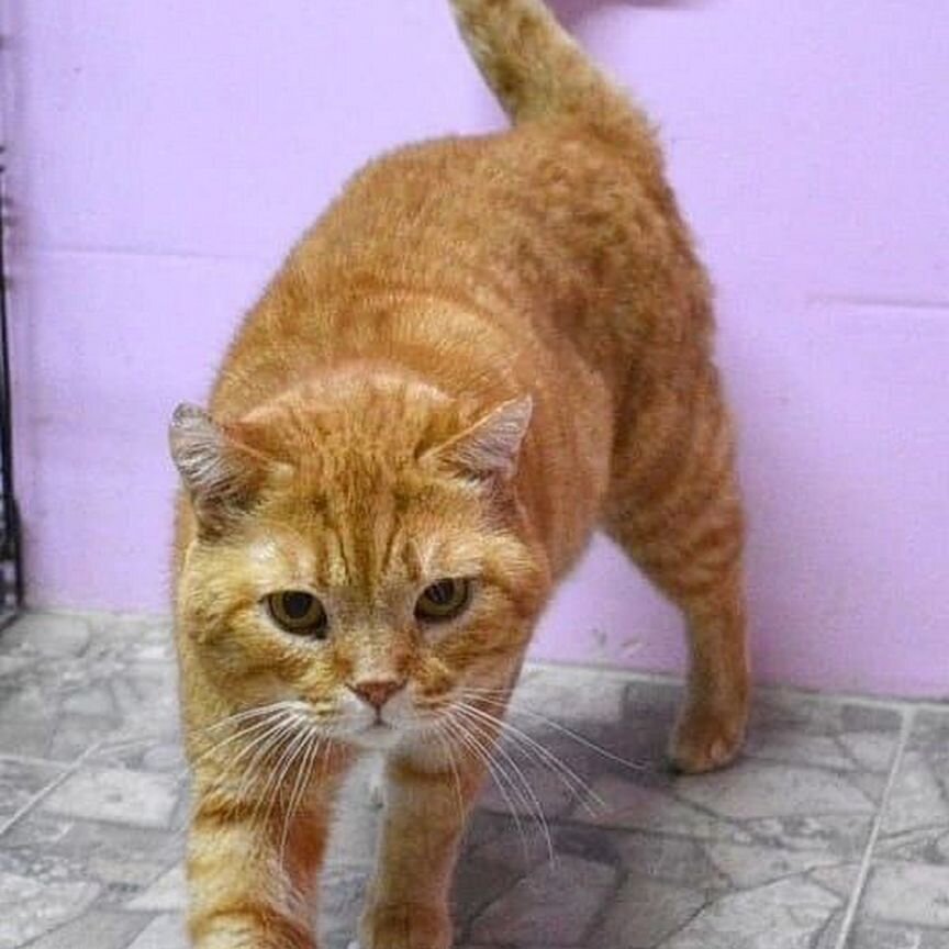 Коты Марико и Топаз ищут хозяев. В хорошие руки