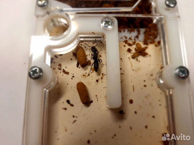 Ectomomyrmex cf obstutus