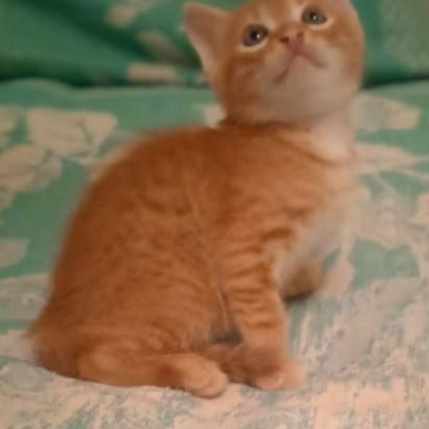 Рыжий котенок