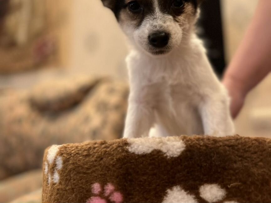 Щенок Мила 3,5 мес бесплатно в добрые руки