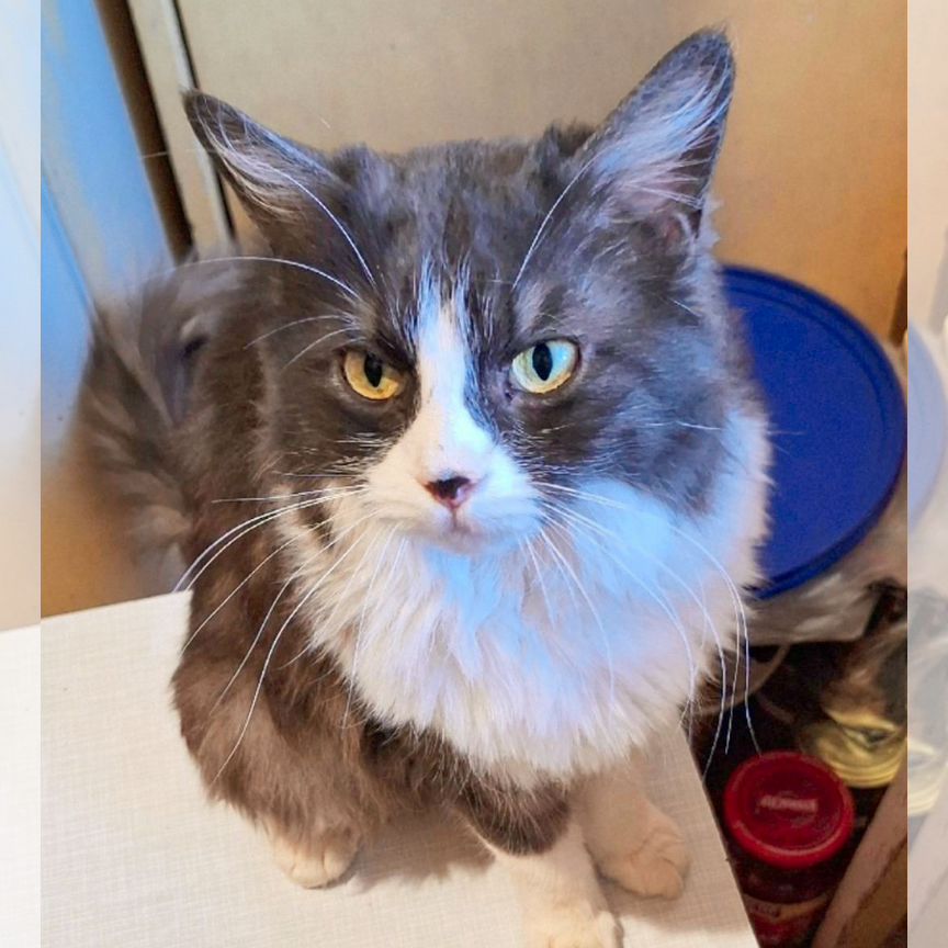 Найдена кошечка