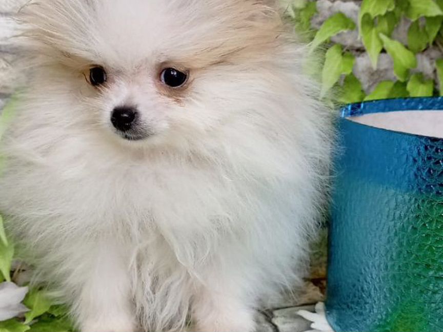 Померанский шпиц мини