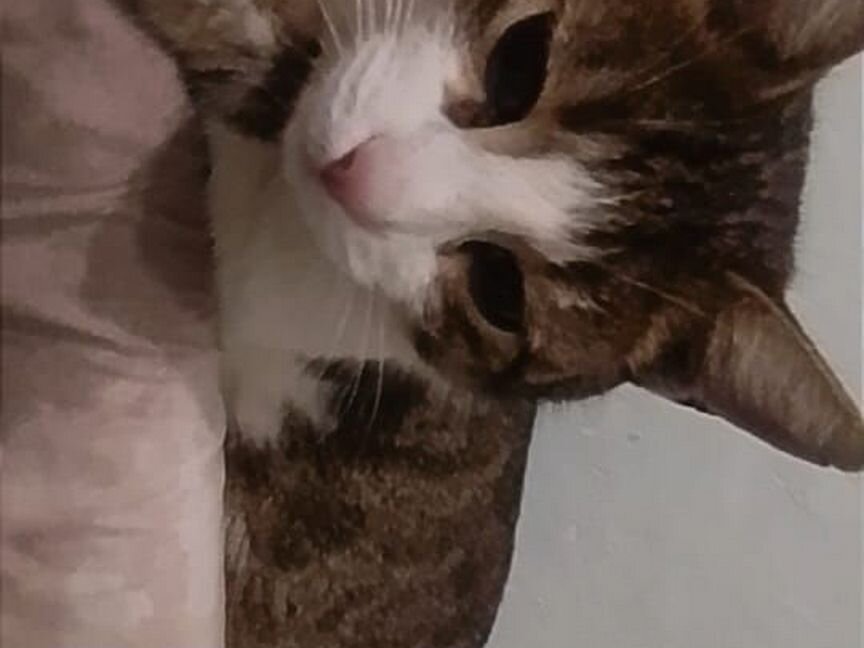 Бросили котика погибать