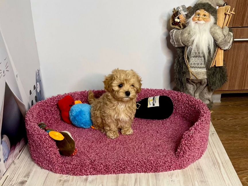 Мальтипу f1 девочки популярный типаж, москва