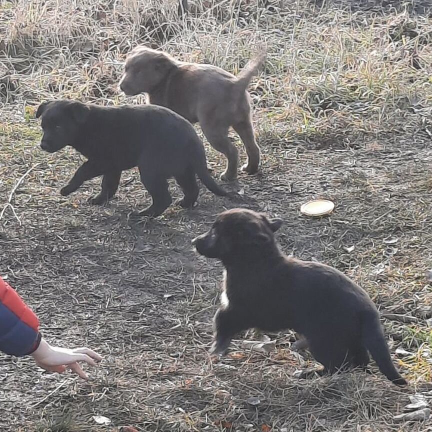 Щенок в добрые руки