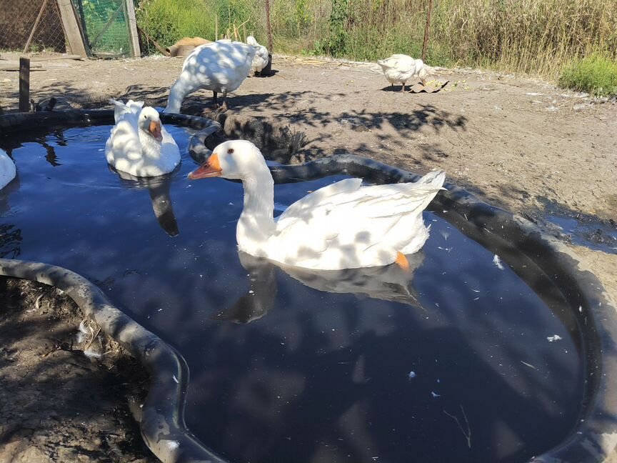 Гуси породы Мамут