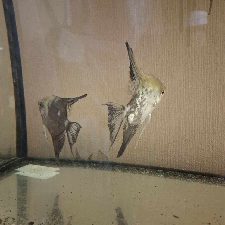 Скалярия зебра