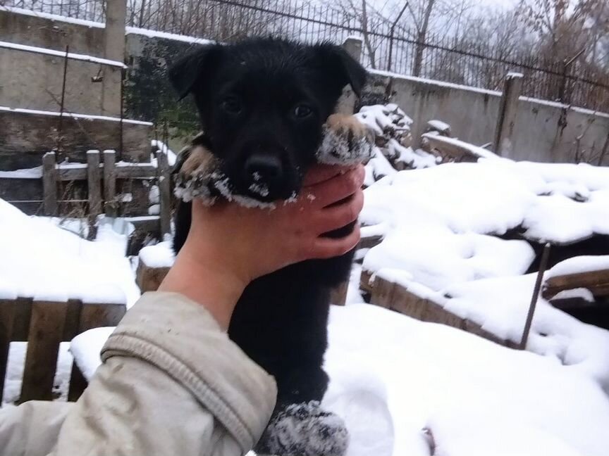 Спасите щенка