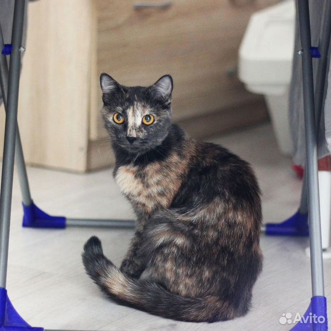 Кошка Мокко ищет дом