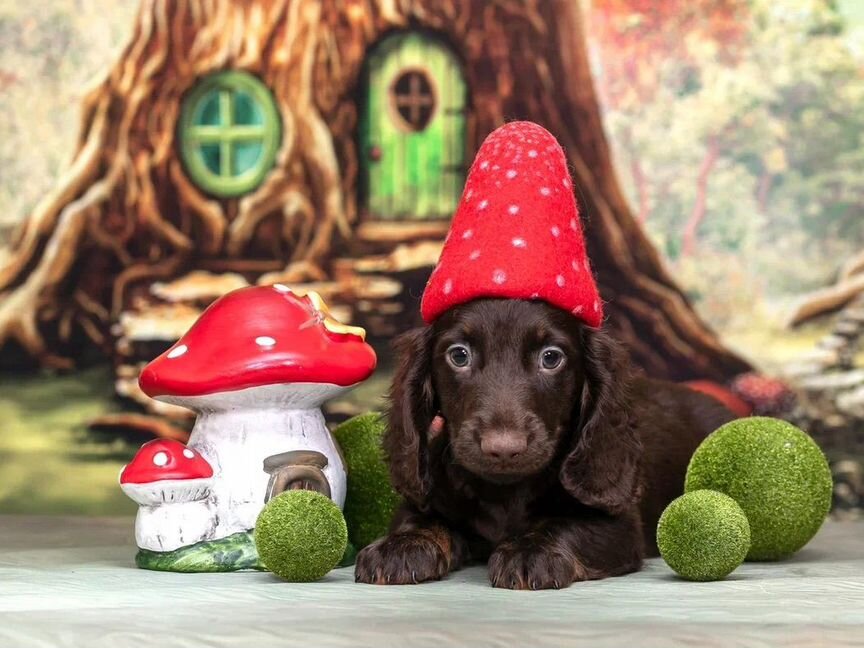 Шоколадная миниатюрная длинношерстная такса