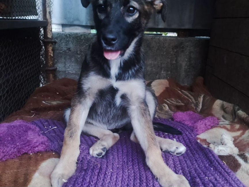 Прекрасная охранница