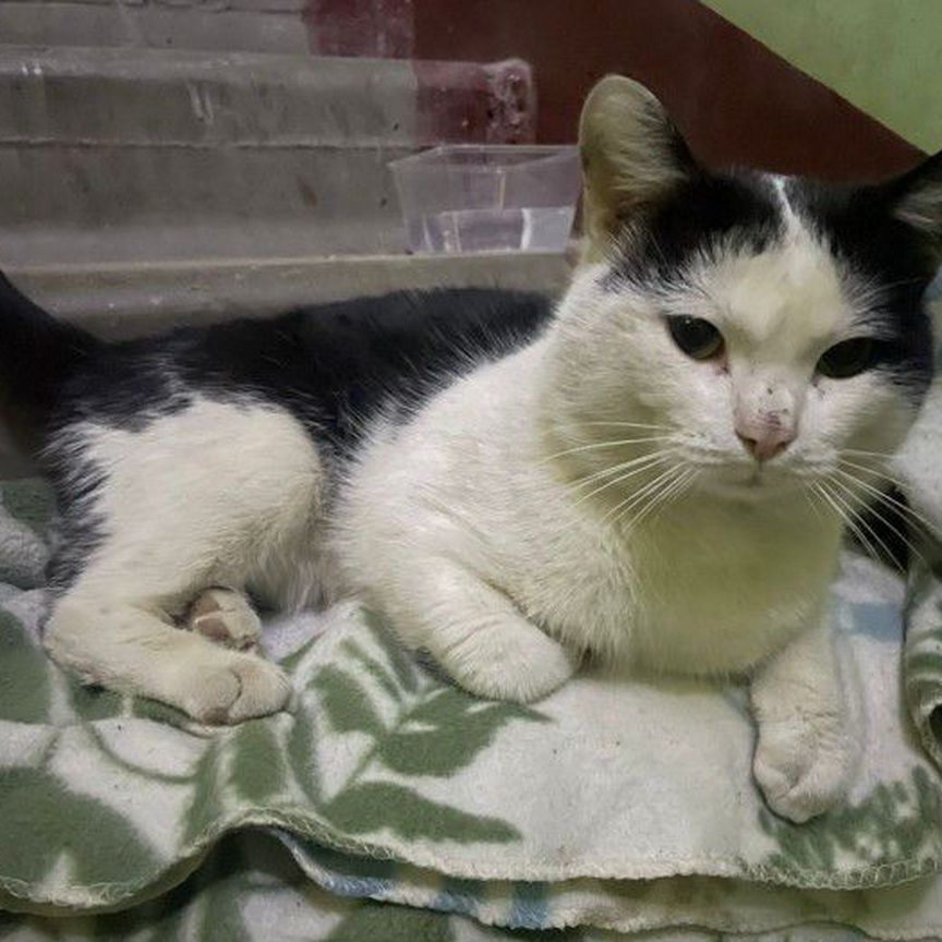 В подъезд прибилась кошечка