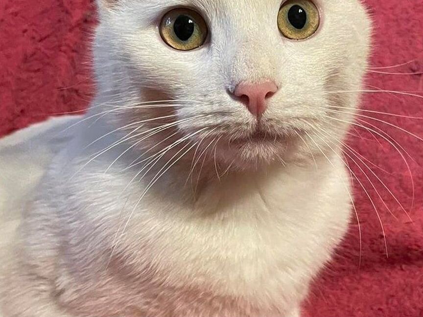 Кошка Белка