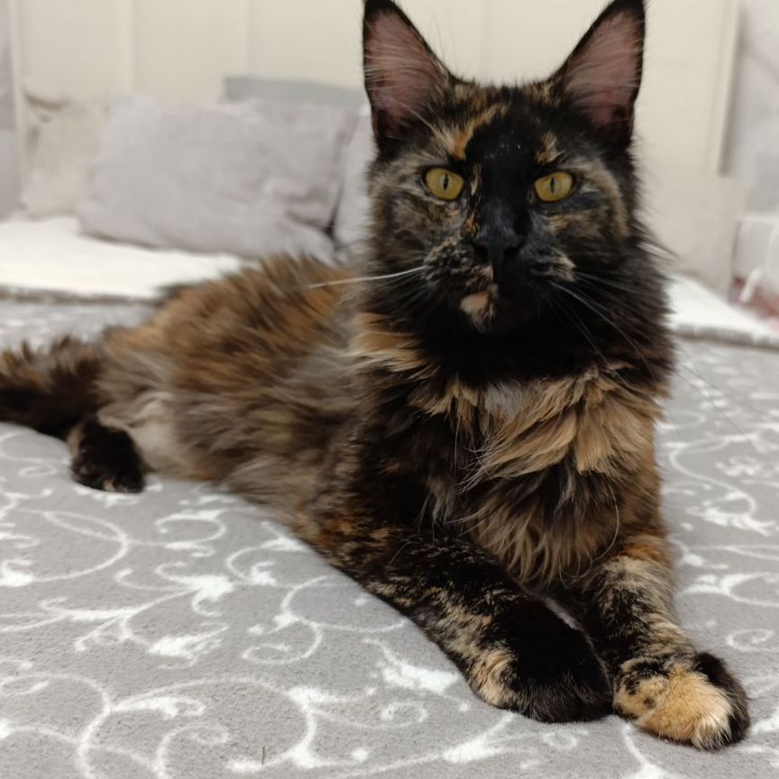 Мейн-кун, взрослая кошка