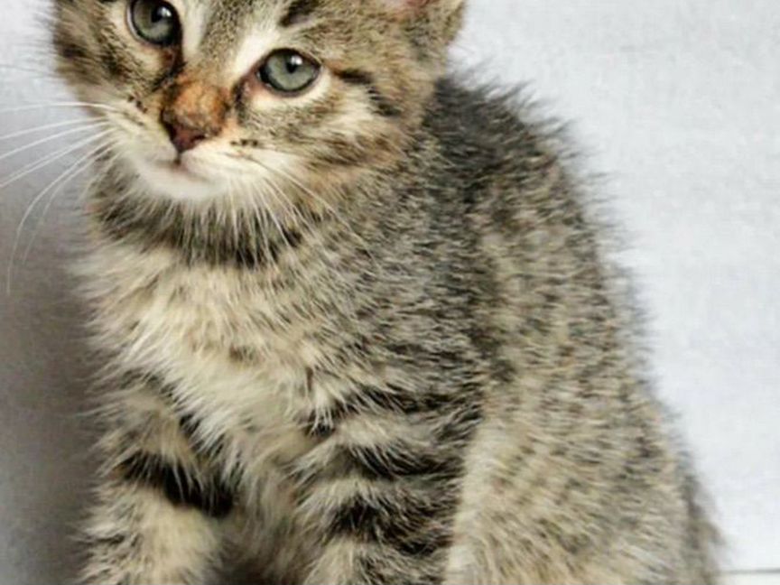 Отдам котенка .умненький,миленький .шустрый