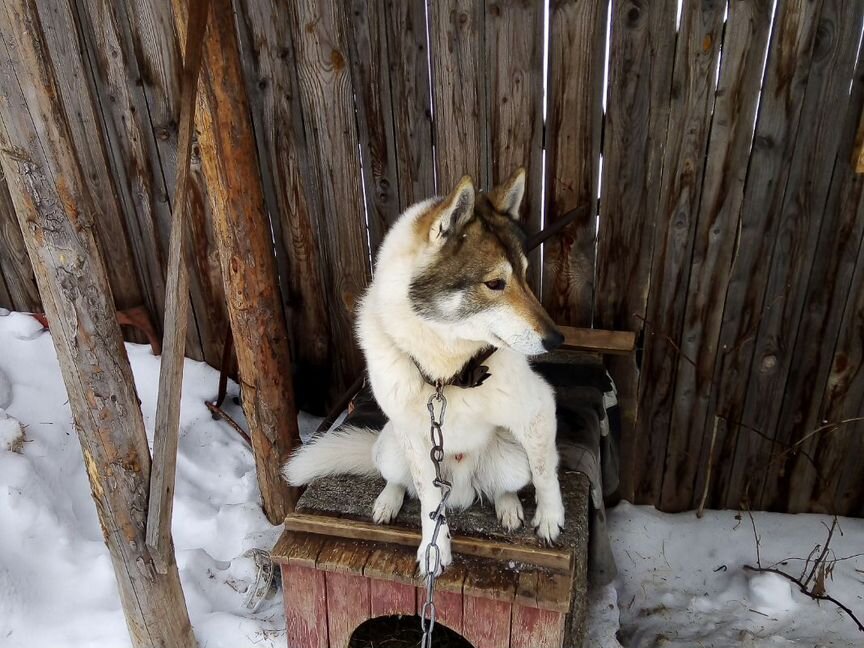 Лайка Западно Европейская