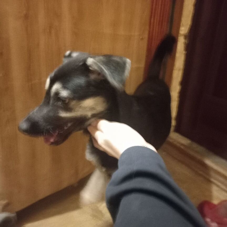 Отдам щенка в добрые руки