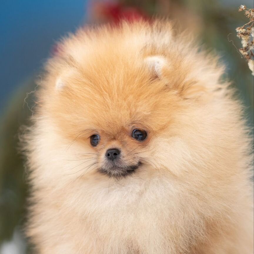 Померанский шпиц мини