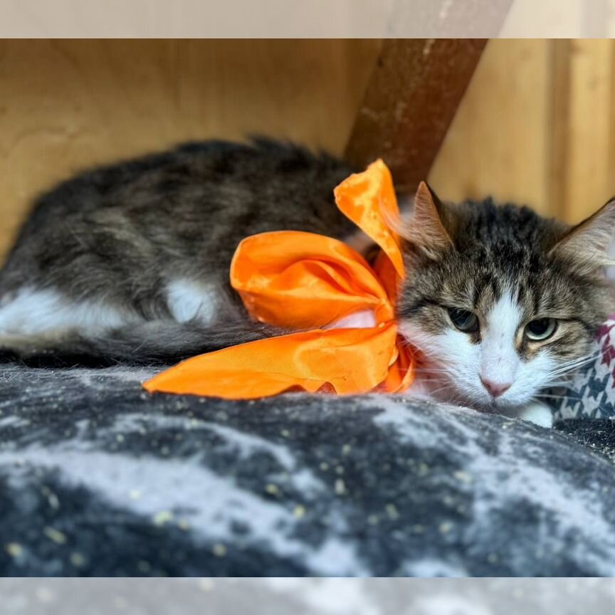 Взрослая, Девочка кошка в добрые руки