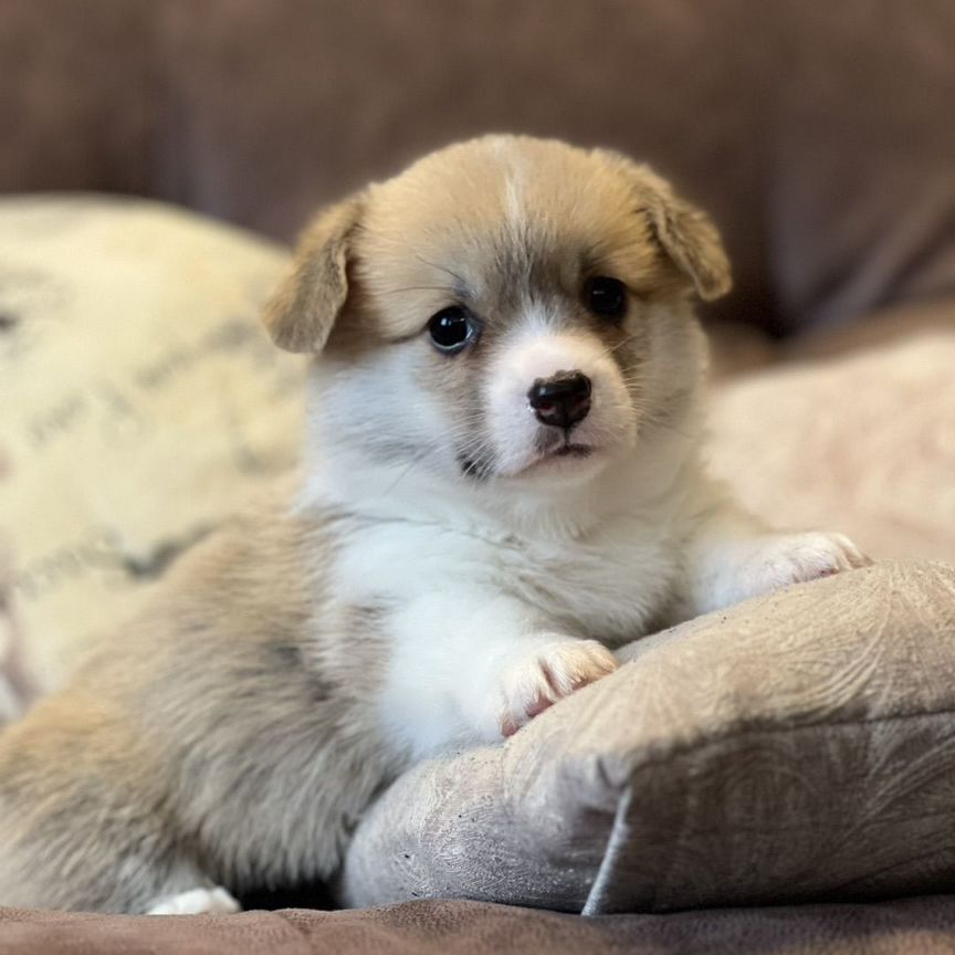 Корги детки