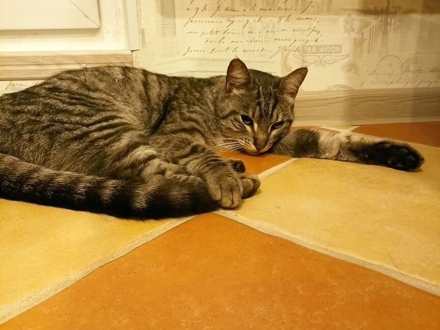 Найден кот, новая охта