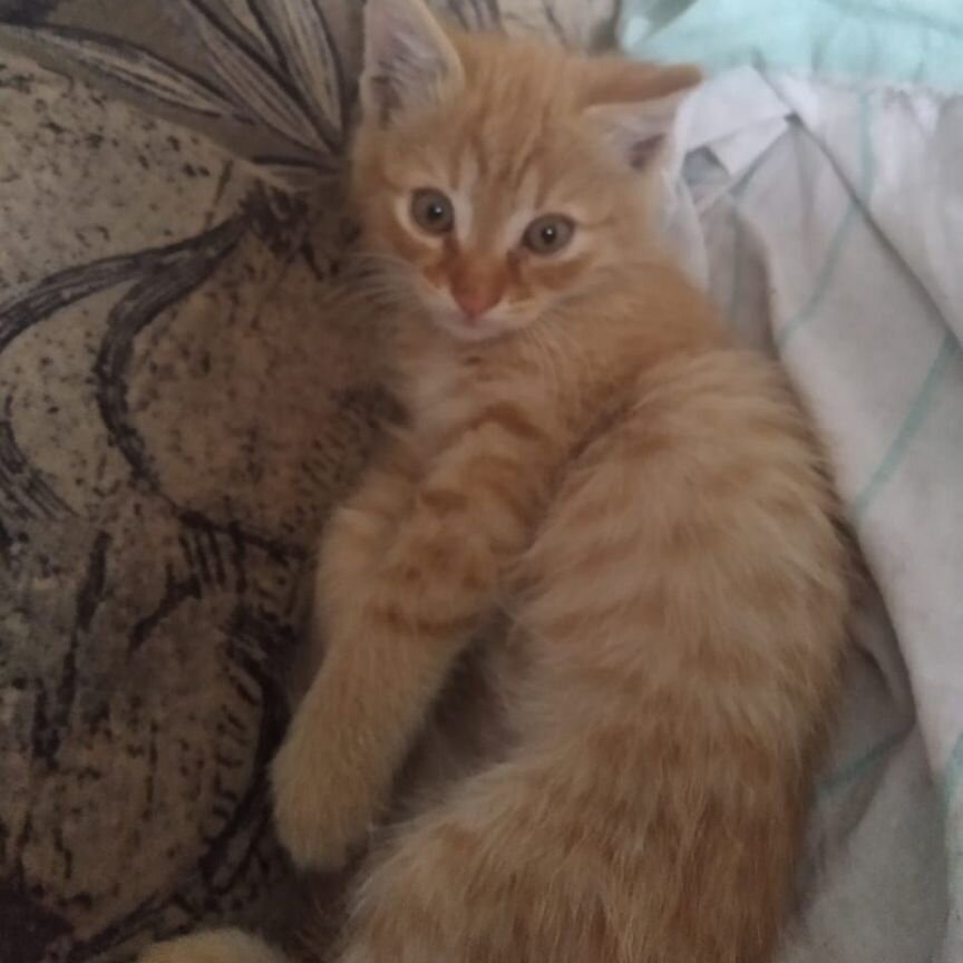 Кошки
