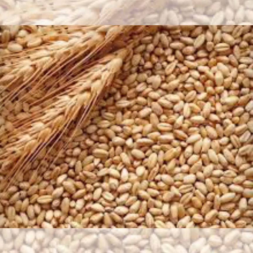 Пшеница