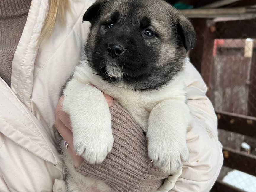 Щенки американской акиты