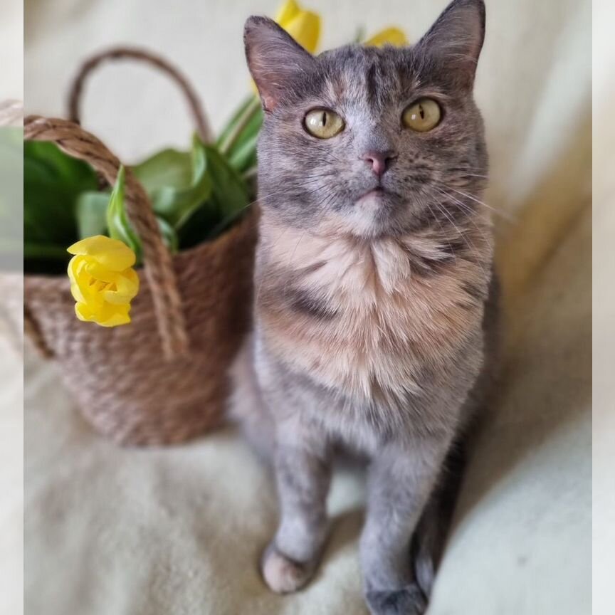 Кошка Стефания