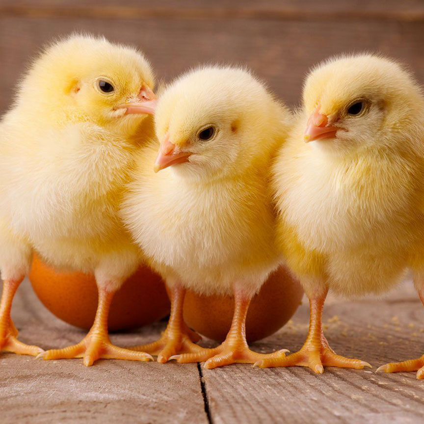 Цыпленок, утята, гусята