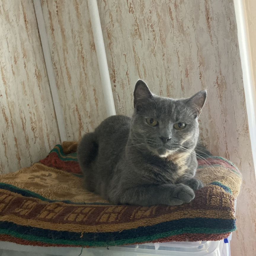 Кошка в добрые руки