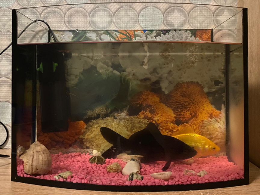 Аквариумные рыбки