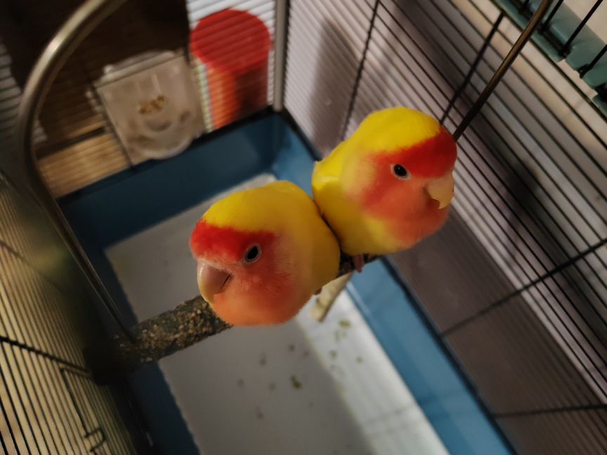 Отдам попугаев в добрые руки