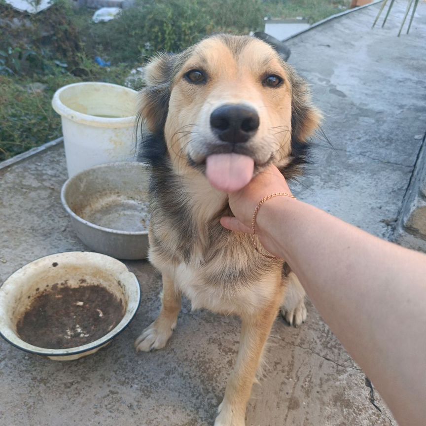 Отдам в добрые руки