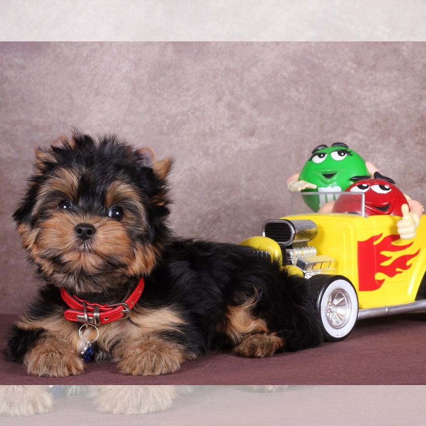 Йоркширский терьер, щенок