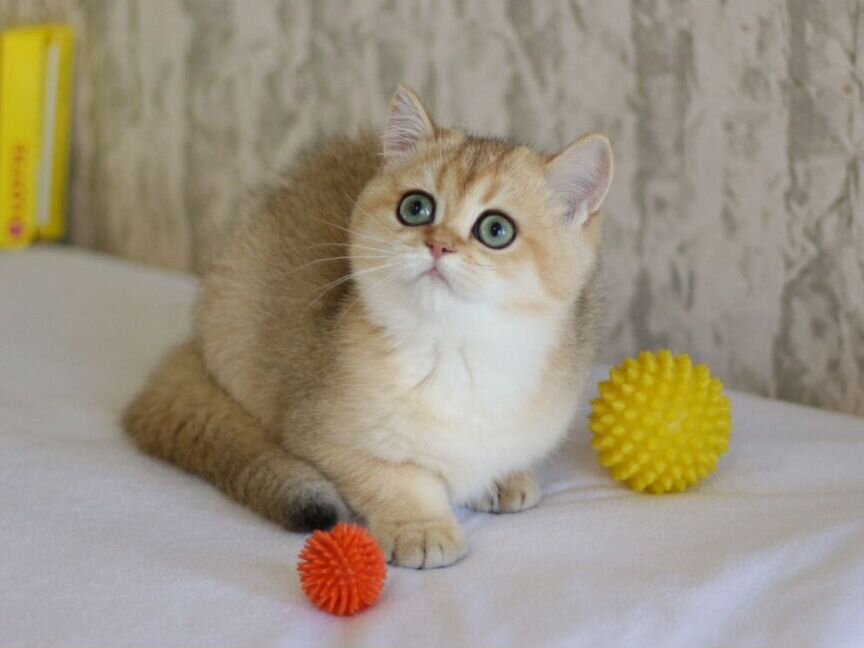 Золотая шиншилла девочка