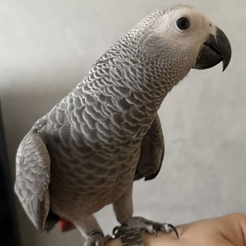 Серый Попугай выкормыш