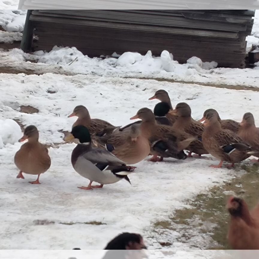 Утки подсадные для охоты