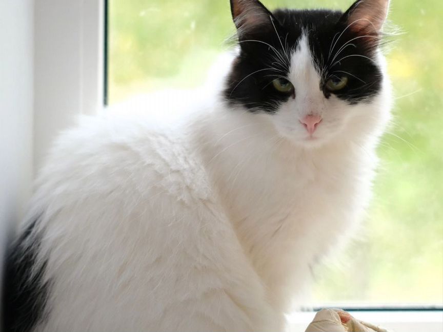 Пушистая Бетти: живёт в приюте, ищет дом