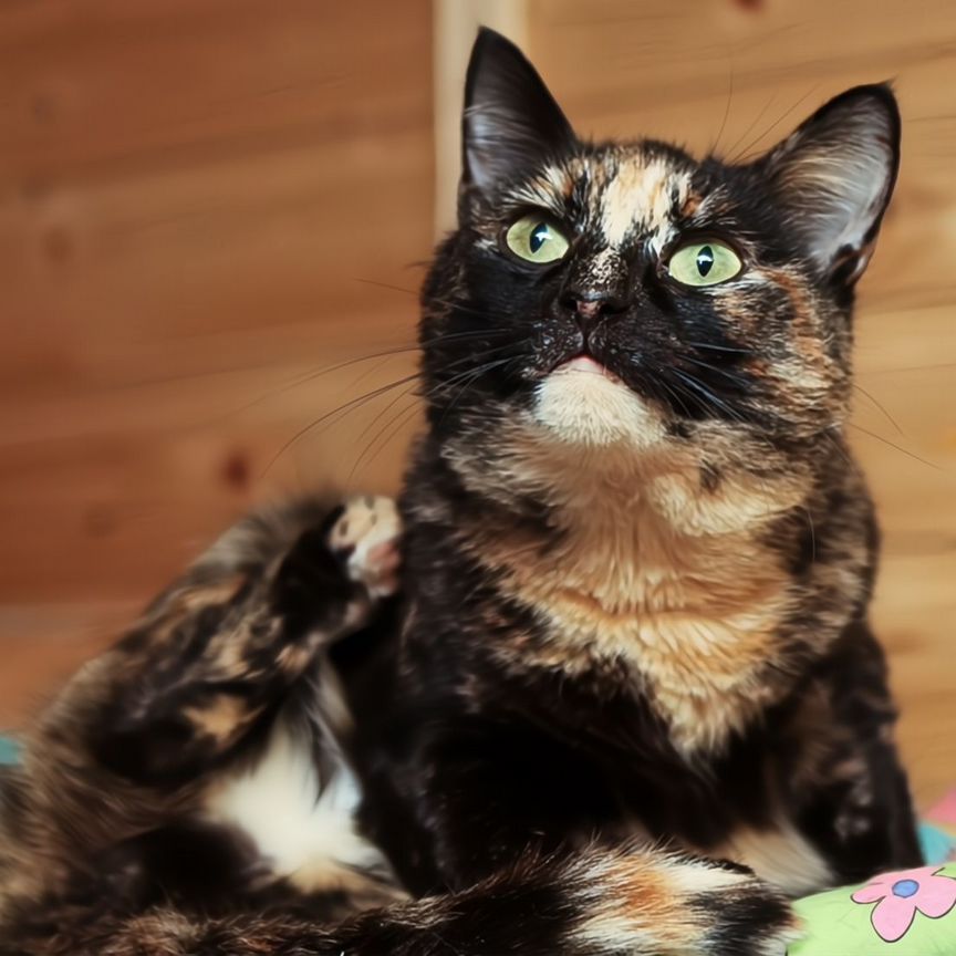 Взрослая, кошка в добрые руки